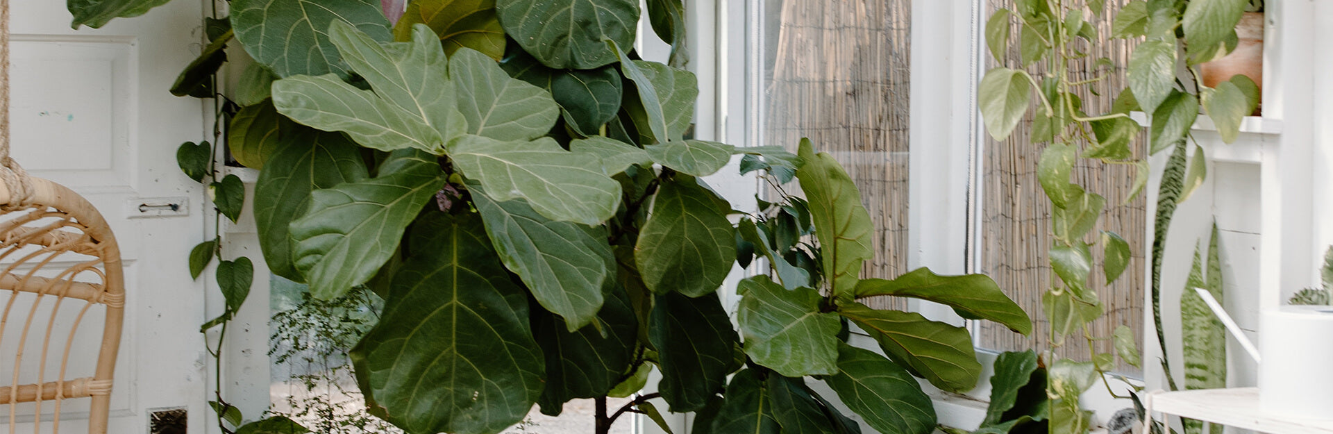The Smartest Way To Buy Indoor Houseplants Online – Plantquility ...