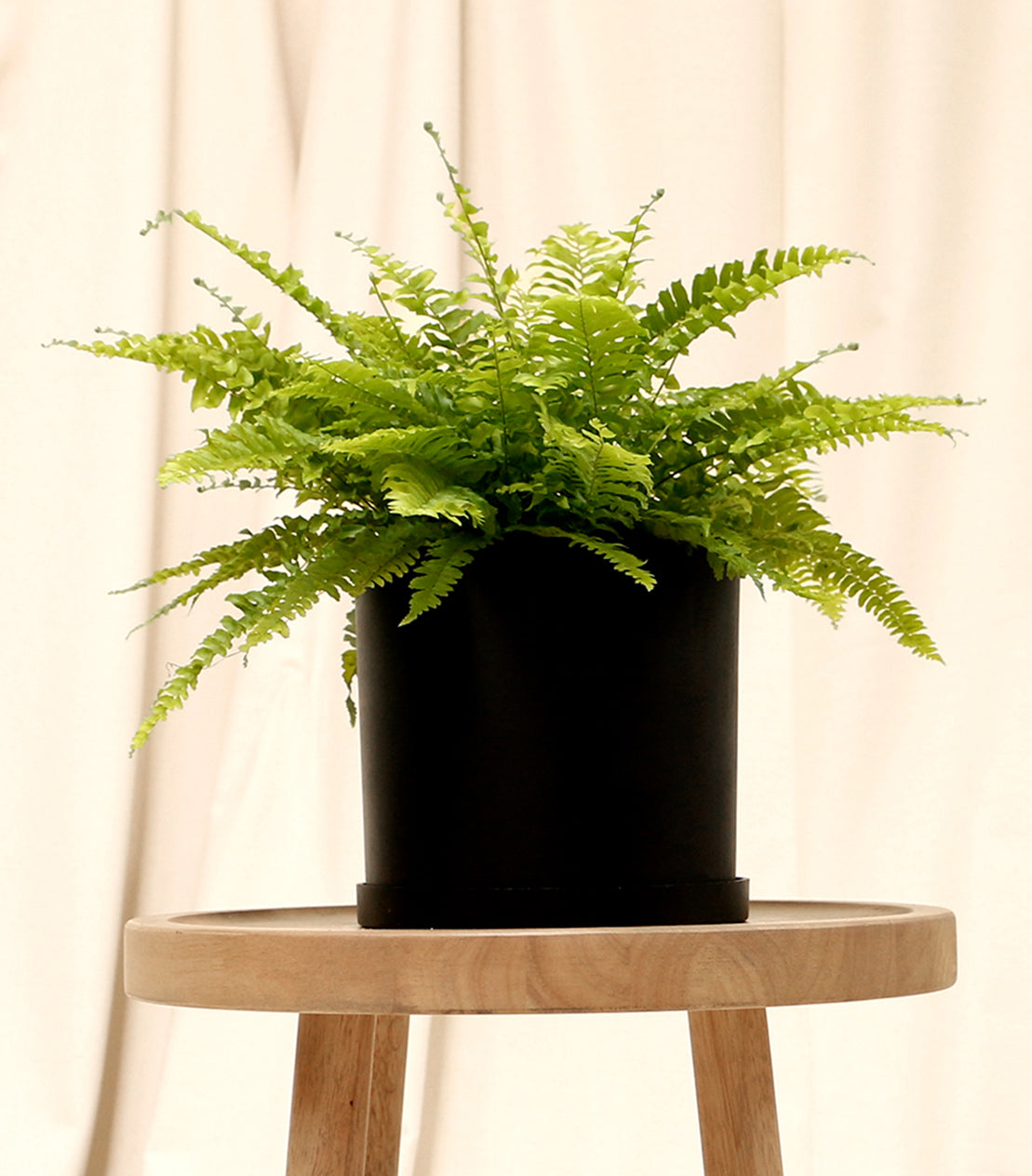 Boston Fern Plant Care