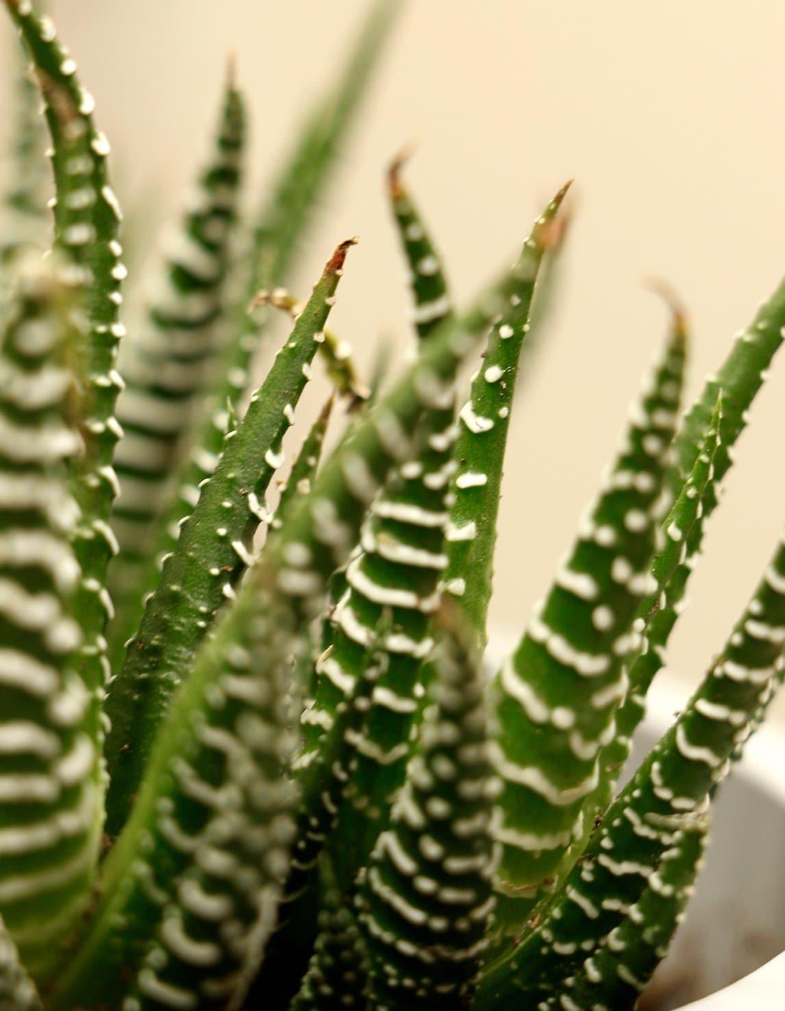 Haworthia fasciata Zebra Plant – Plantquility Houseplants