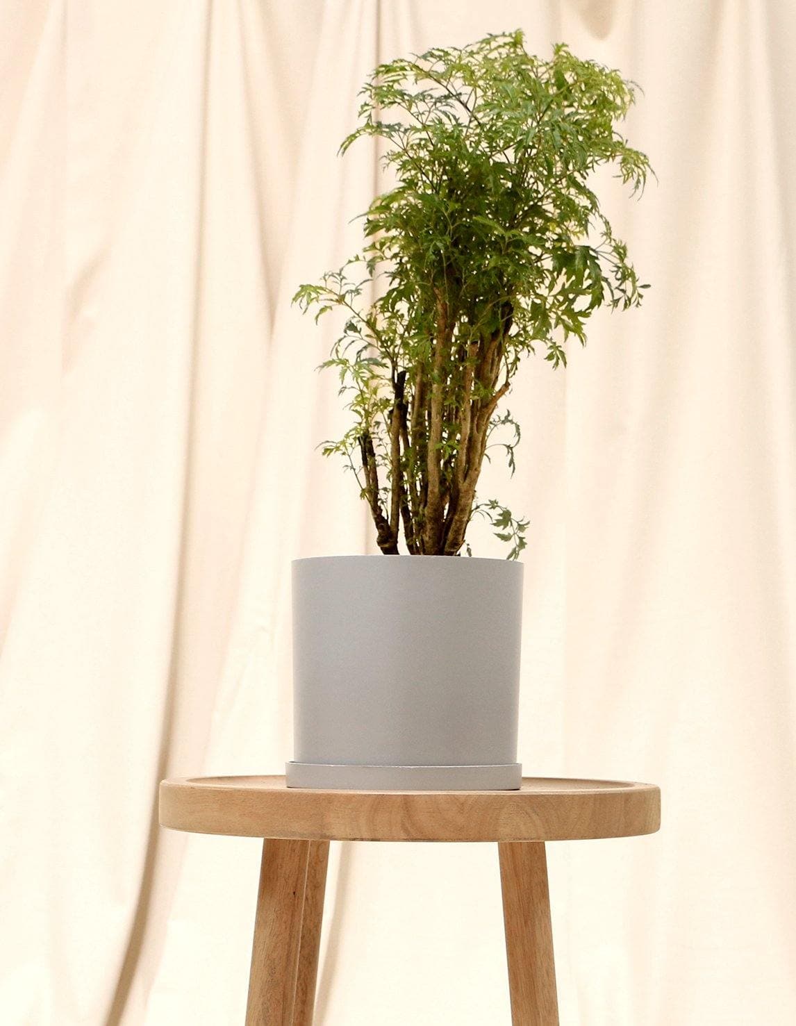 Ming Aralia Plant - Polyscias Fruticosa - Plantquility – Plantquility ...